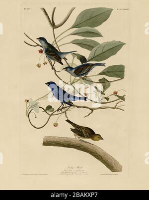 Indigo Bird from Birds of America (1827) by John James Audubon (1785 ...