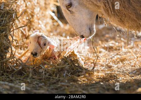 ewe licking placenta from a newborn lamb Stock Photo - Alamy