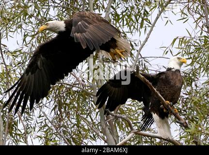 A Bald Eagle is seen at Canyon Lake in Arizona Stock Photo - Alamy