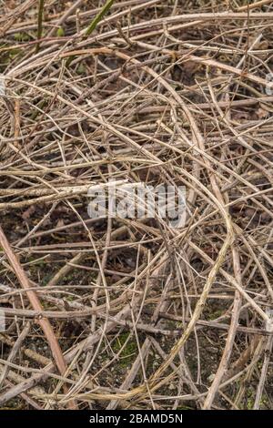 tangle of brambles Stock Photo - Alamy
