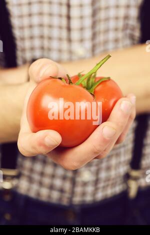 Man's hand hold very fresh red tomatoes that picked at the greenhouse ...