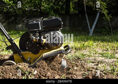 Farmer works in soil to plant young tomato seedlings at garden bed ...