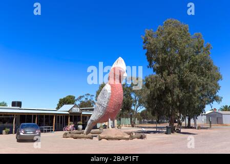 Big Galah Kimba Eyre Peninsula South Australia Stock Photo - Alamy