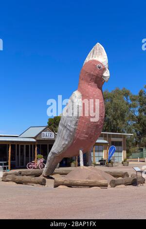 Big Galah Kimba Eyre Peninsula South Australia Stock Photo - Alamy