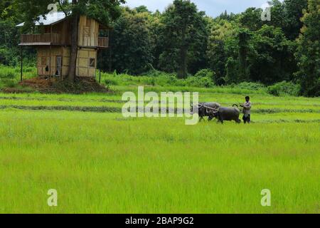 Pokkali Rice Organic farming in Kerala,India.Pokkali is a unique saline ...