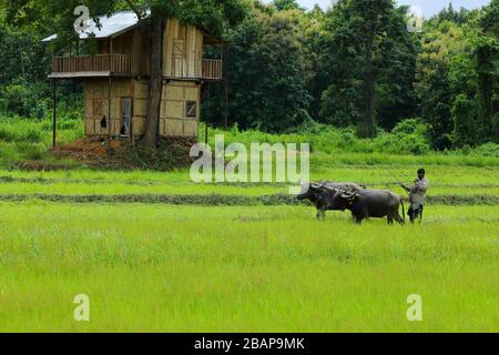 Pokkali Rice Organic farming in Kerala,India.Pokkali is a unique saline ...
