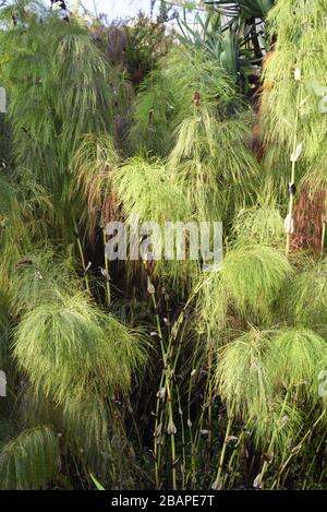 Horsetail Restio, Elegia capensis, Restionaceae, Cape South Africa ...