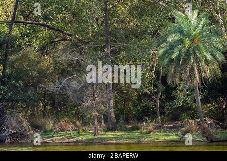 Beautiful tiger arrowhead near lake and palm trees in nature paradise ...