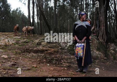 Mount Entoto Eucalyptus Forest above Addis Ababa, Ethiopia. The sacred ...
