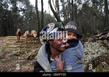 Mount Entoto Eucalyptus Forest above Addis Ababa, Ethiopia Stock Photo ...