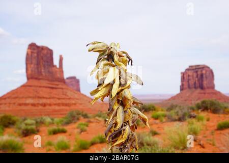 Panorama of Moment Valley Arizona Stock Photo - Alamy