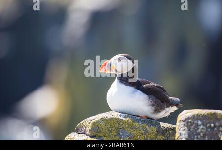Puffins on The Isle of May Stock Photo - Alamy