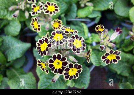 Flowering Primula Victoriana Silver Lace Black Stock Photo - Alamy