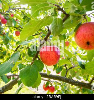 Closeup of apple tree branch with ripe juicy apples Stock Photo - Alamy