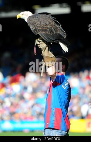 Kayla the Eagle, Crystal Palace's mascot, an American bald eagle, is ...