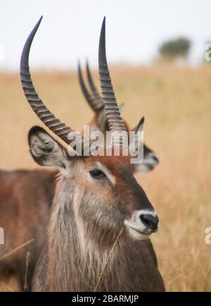 Male Waterbuck (Kobus ellipsiprymnus) Photographed in Lake Naivasha ...