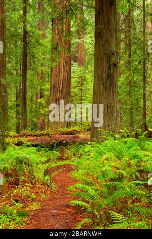 Founders Grove along the Avenue of the Giants in Humboldt County ...