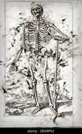 Vintage anatomy print of a human skeleton facing forward showcasing ...