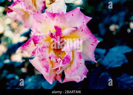 Yellow and pink variegated rose bloom and leaves Rosa Claude Monet ...