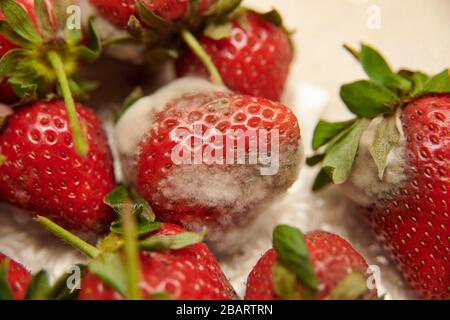 Punnet of mouldy strawberries Stock Photo - Alamy