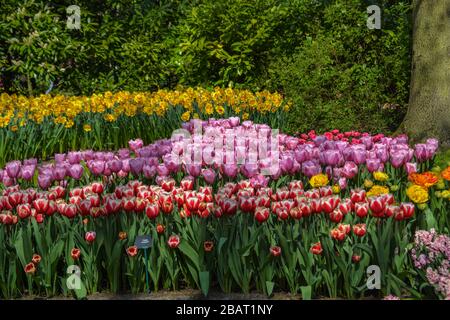 White Daffodil Flowers bud with Bright Orange Cups in Spring Bouquet ...