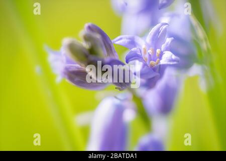 Beautiful detail shots of blue bell (hyacinths) season during the ...