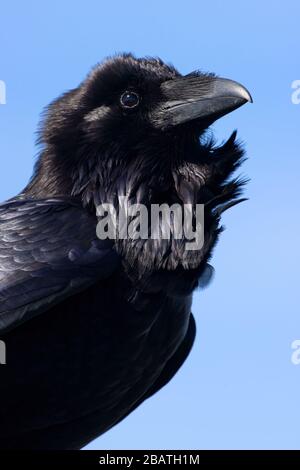 Common Raven (Corvus corax), Sonoma Coast State Park, California Stock ...