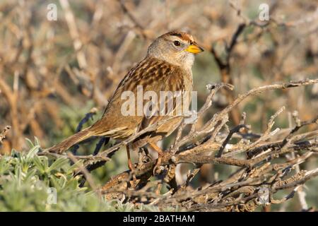 Sparrow, Salt Point State Park, California Stock Photo - Alamy