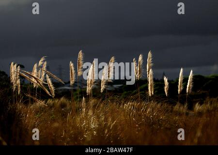 Cortaderia selloana, commonly known as Pampas Grass with varieties of ...
