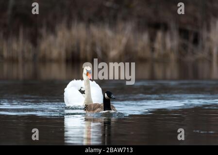 Aggressive Mute Swan following and attacking a Canada Goose at Horns ...
