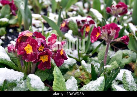 Primrose in the snow Primula acaulis Primula vulgaris Stock Photo - Alamy
