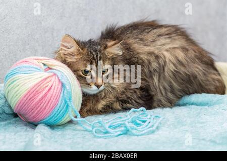 Fluffy breedless cat lies next to a large tangle of wool Stock Photo ...