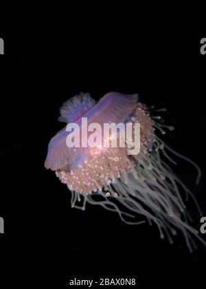 Kronenqualle Netrostoma setouchina, Rotes Meer, Ägypten Stock Photo - Alamy