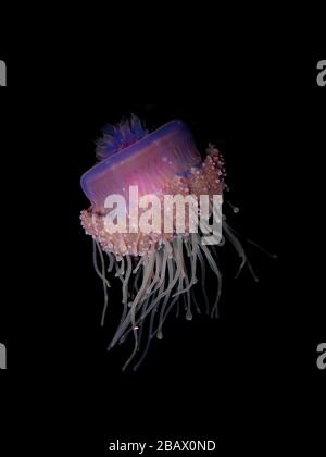 Kronenqualle Netrostoma setouchina, Rotes Meer, Ägypten Stock Photo - Alamy