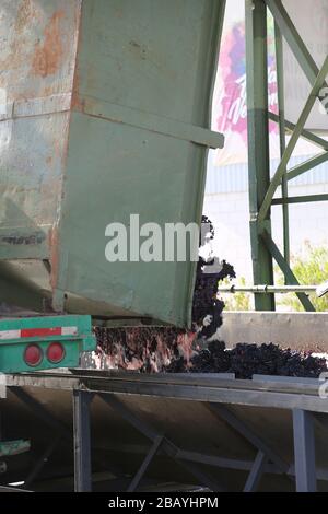 Separating Grapes and stems for wine production Stock Photo - Alamy