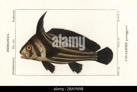 EQUES PUNCTATUS (FISH Stock Photo - Alamy