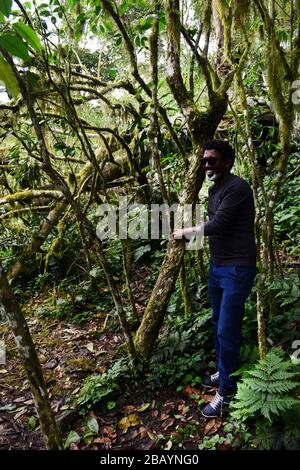 The mother coffee tree in Mankira coffee forest in the Kaffa region of ...