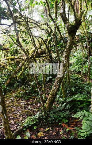 The mother coffee tree in Mankira coffee forest in the Kaffa region of ...