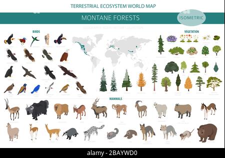 Montane forest biome, natural region infographic. Terrestrial ecosystem ...