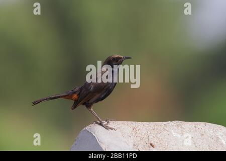 Male Indian robin (Copsychus fulicatus) on boundary wall/railing : (pix ...