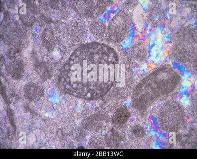 Rock thin section with fossils under the microscope Stock Photo - Alamy