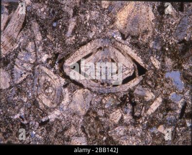 Rock thin section with fossils under the microscope Stock Photo - Alamy