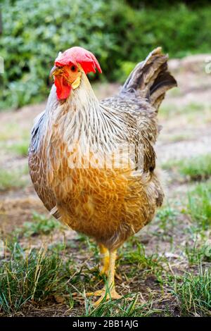 Italian Chicken Animal Bird Stock Photo - Alamy
