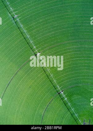 Aerial of irrigated lucerne hay growing in Goovigen Central Queensland ...