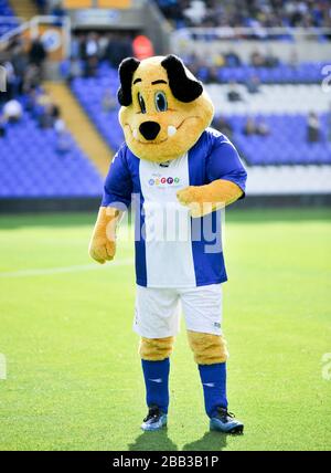 Birmingham City mascot Beau Brummie Stock Photo - Alamy