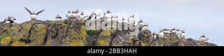 Bird colony, Isle of May, Firth of Forth, Scotland, UK Stock Photo - Alamy