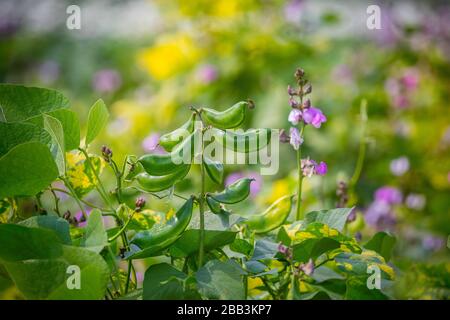 Hyacinth bean is commonly known as seim in Bangladesh Stock Photo - Alamy