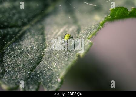 Spider web on clover plant outdoors on summer day Stock Photo - Alamy