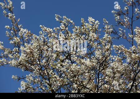 Flowering Amelanchier rock pear at Easter Stock Photo - Alamy