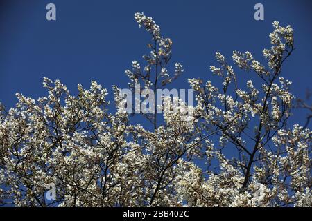 Flowering Amelanchier rock pear at Easter Stock Photo - Alamy